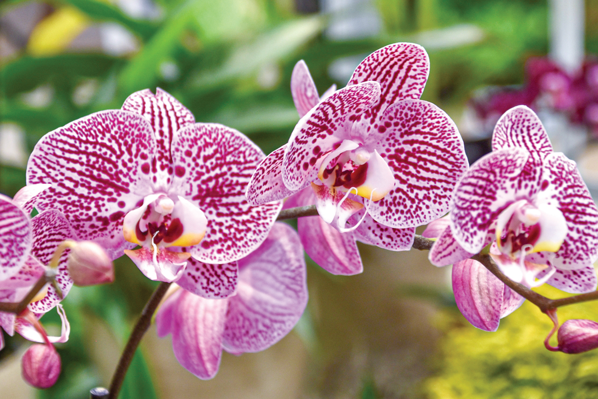 WNC Orchid Society presents ‘Orchid Arcadia’